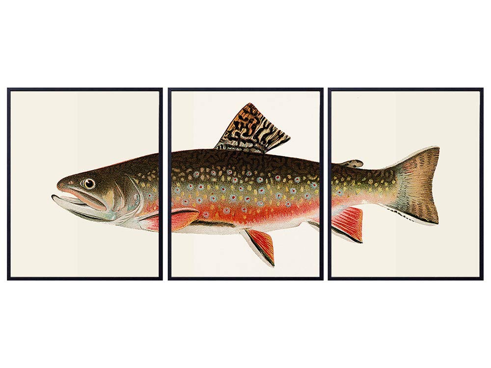 Amazon.com: Trout Wall Art Print Set x3 - Vintage Home Decor for Beach ...