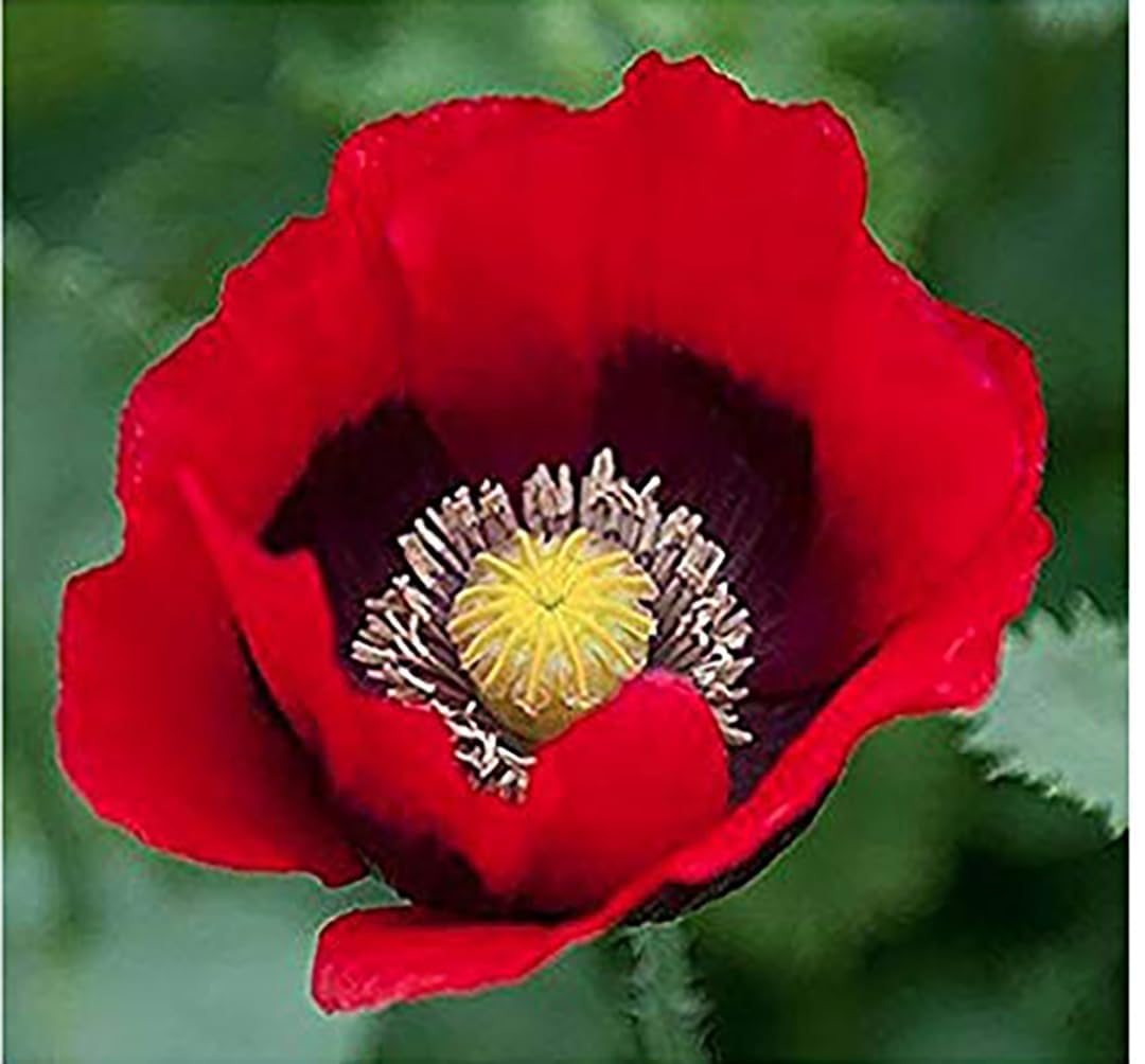 Amazon.com : Red Pepper Box Poppy Seeds - Red Poppy, Black Centers ...