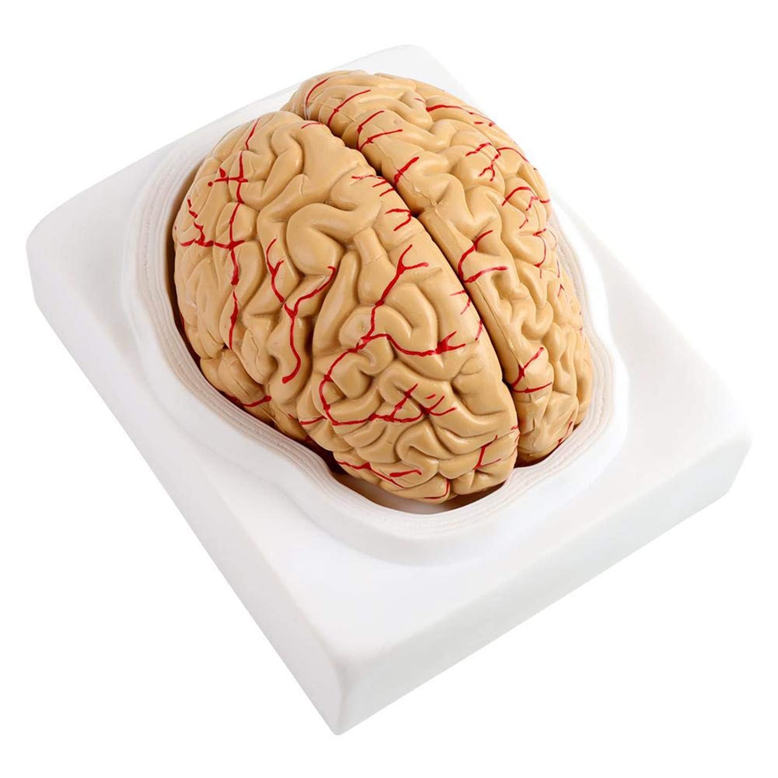 Buy Human Brain Model, 8 Parts Anatomical Brain Arteries Model with ...