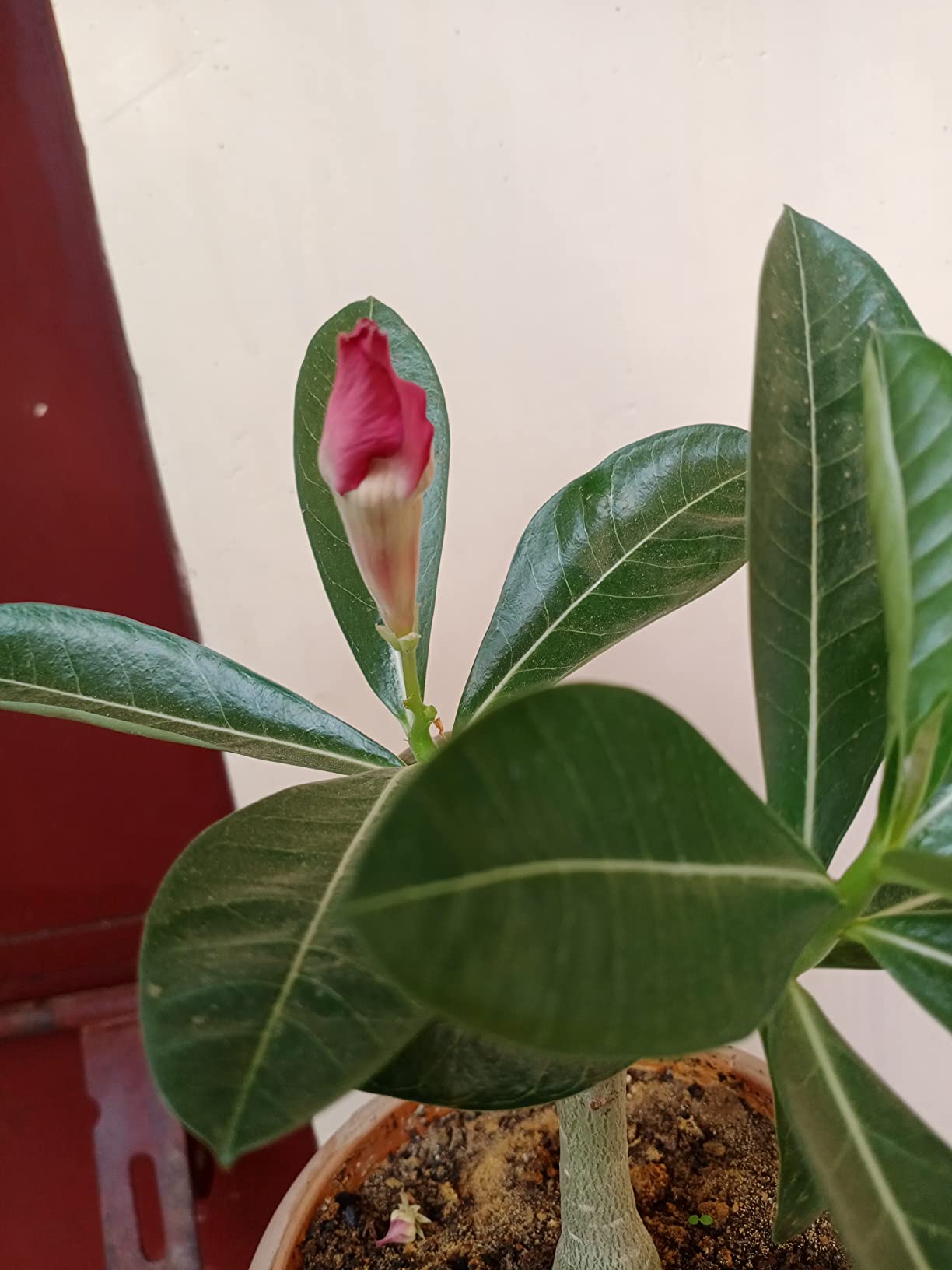 GREEN ISLAND Adenium Grafted Flower Live Plant with pot & Free 50 gm ...