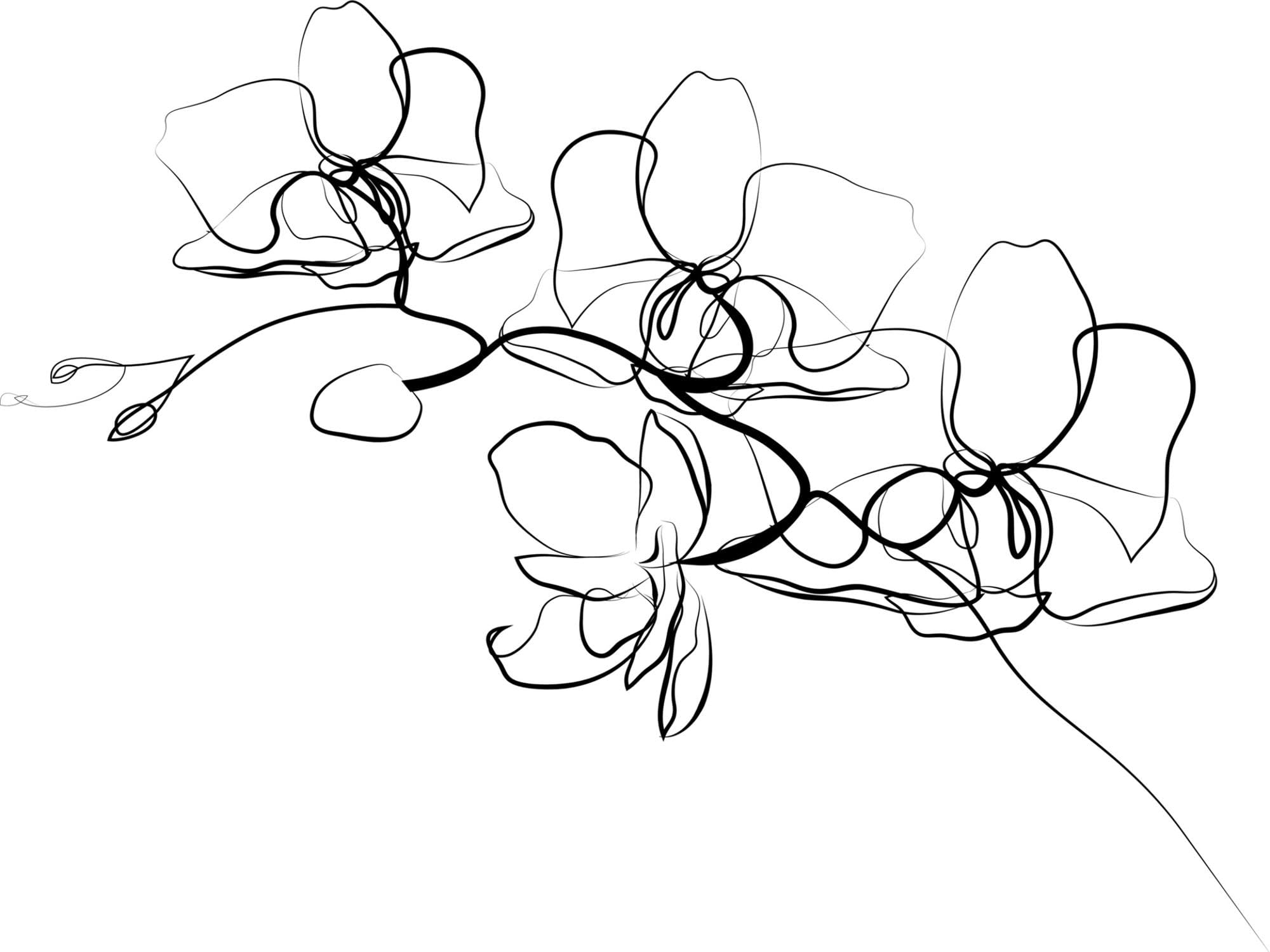 Orchid Outline Drawing. Minimalist Line Drawing Orchid Flower Art