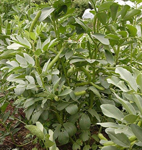 Trustbasket Fava Beans - Bakla Vegetable Seeds (Gmo Free) : Amazon.in ...