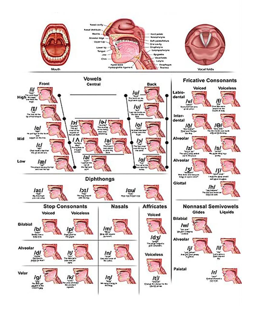 Buy YNB Speech Articulation Anatomical Chart Language Tongue Position ...