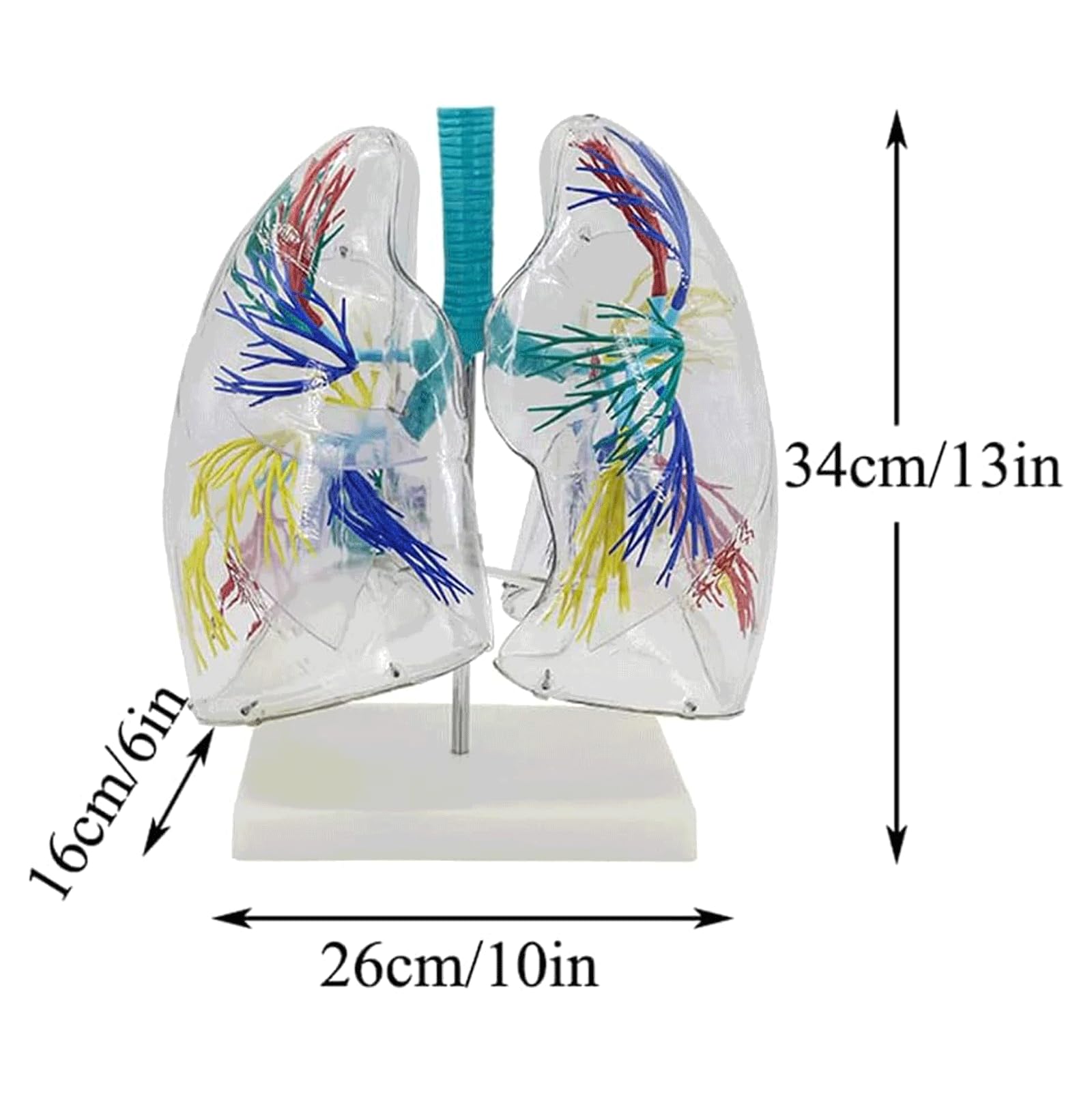 Modelo De Anatomia Pulmonar Modelo De Pulmo Humano Transparente Modelo