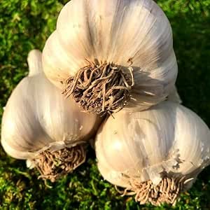 Amazon.com : 2 California Early Garlic Bulbs for Planting, 3 to 4 Oz ...