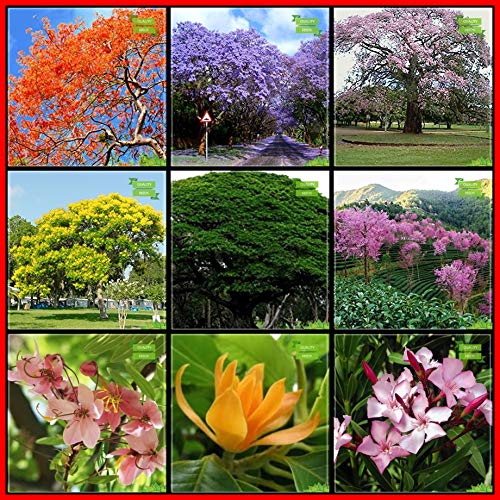 Buy Creative Farmer Garden Combo Tree : Jacaranda, Gulmohar ...