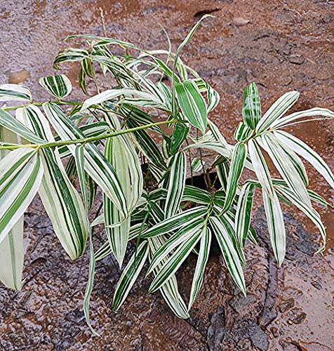 White Bamboo Tree Live Plant : Amazon.in: Garden & Outdoors