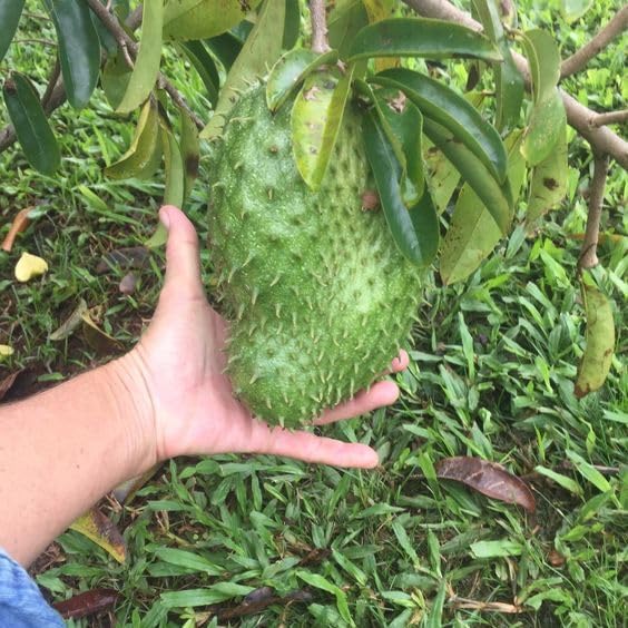 Chitra Nursery Corossol Fruit Carousel Annona muricata Fruit Plant Pack ...