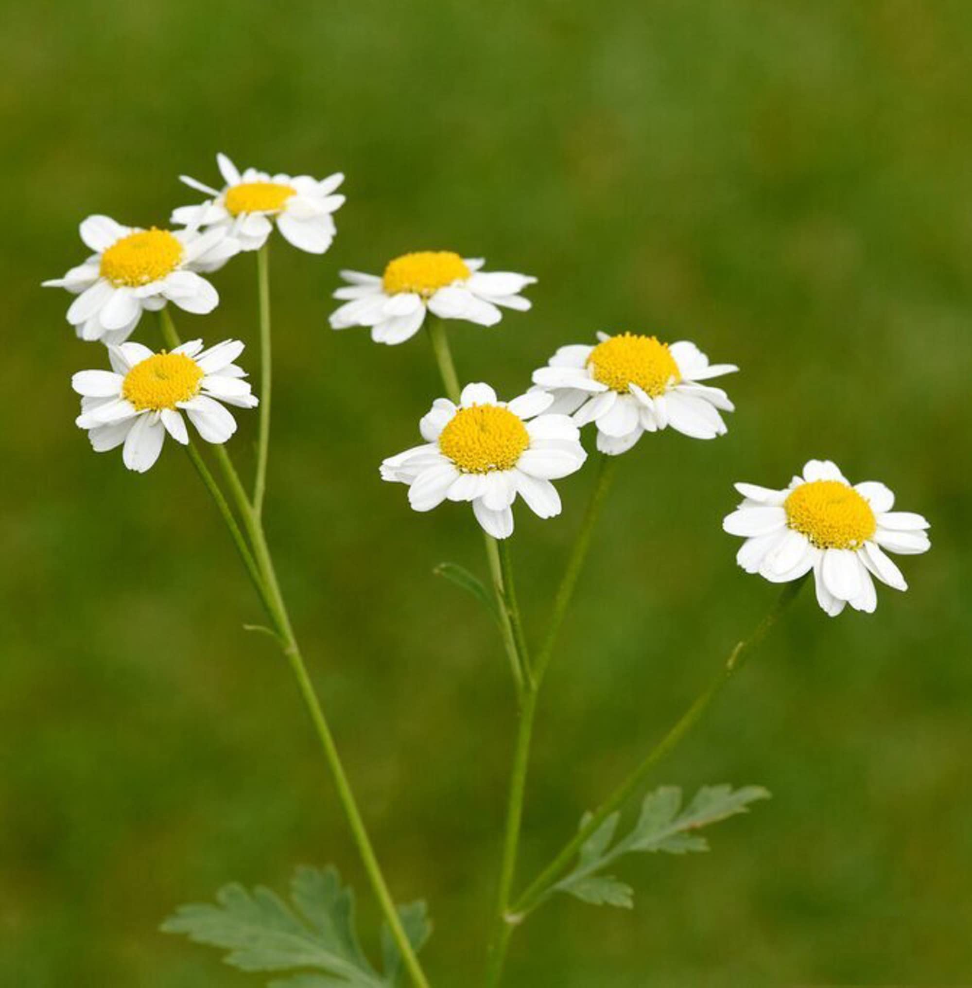 Feverfew Flower