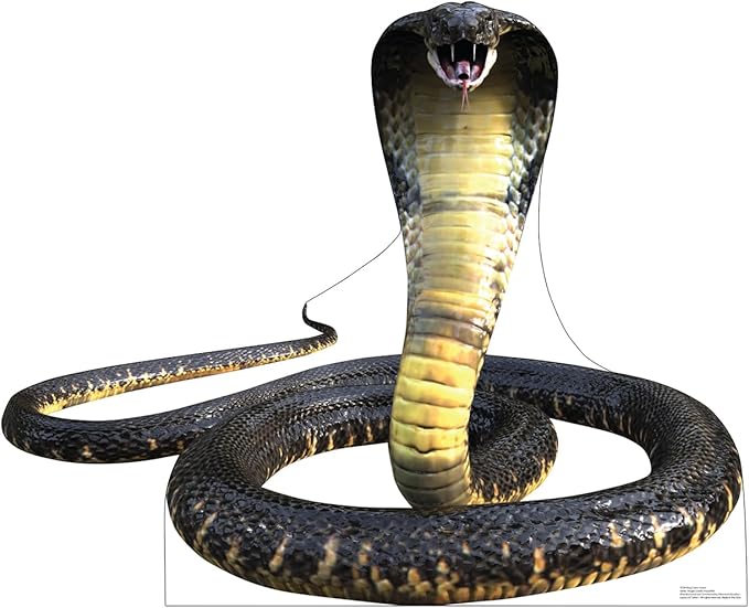 Amazon.com: Cardboard People King Cobra Snake Life Size Cardboard ...