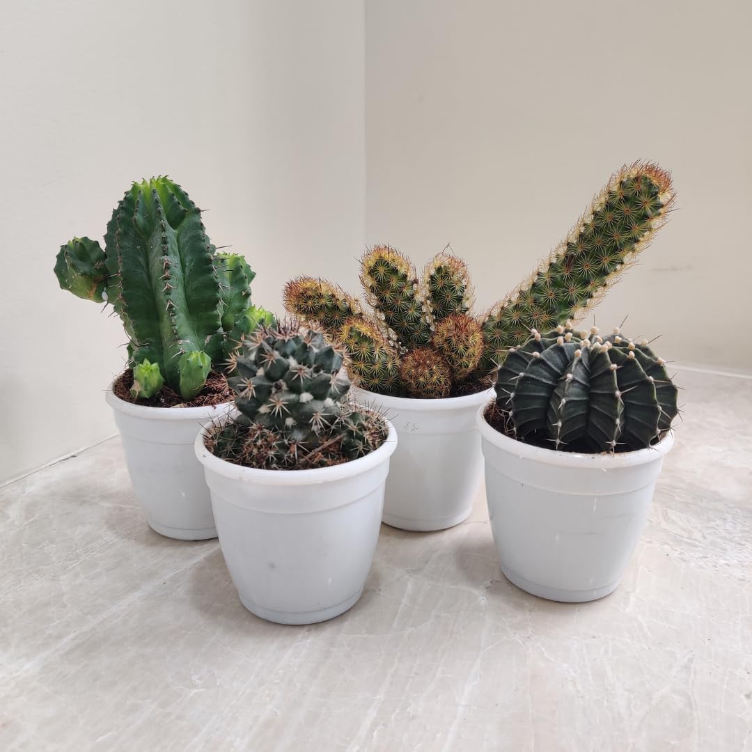 Mini Cactus Identification