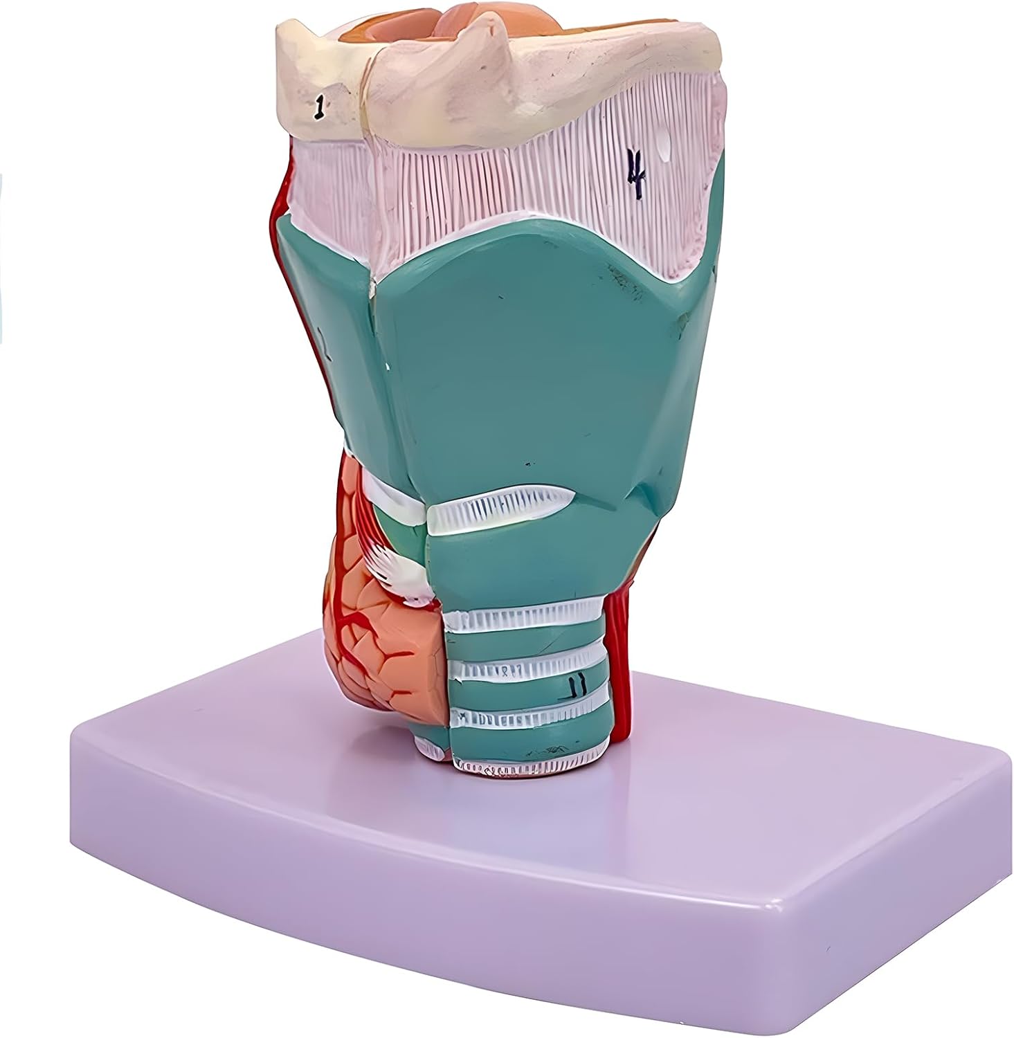 Amazon.com: YANHAO Larynx Model 3D 1:1 Larynx Anatomical Modelo with ...