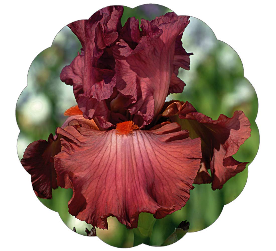 Buy Stargazer Perennials Code Red Iris Potted | Garnet Ruby Red Burdy ...