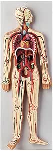 Amazon.com: KIYECG Human Blood Circulation System Model Visceral Heart ...