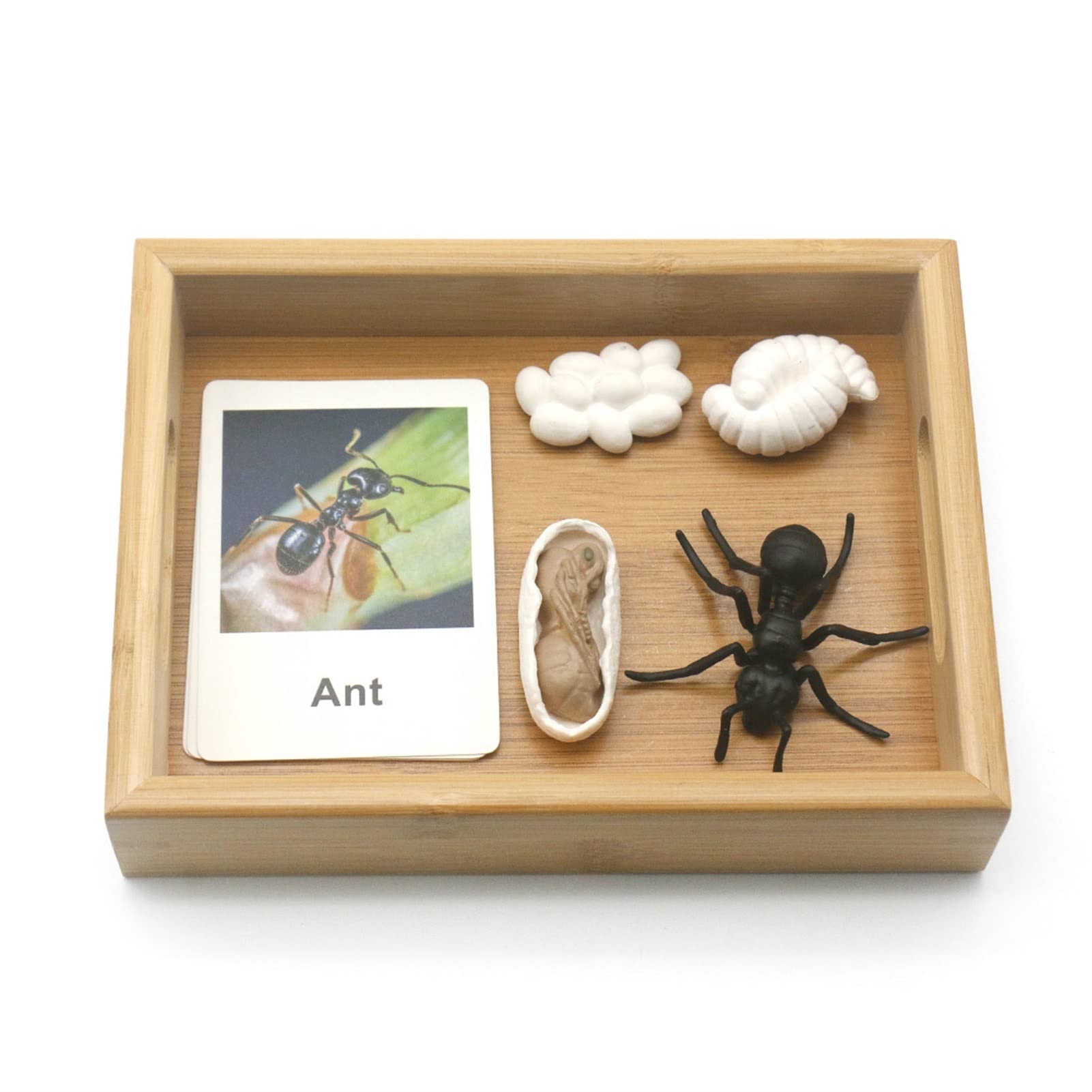 Life Cycle Of Frogs And Ants Montessori 3 Part Animals | Desertcart ...