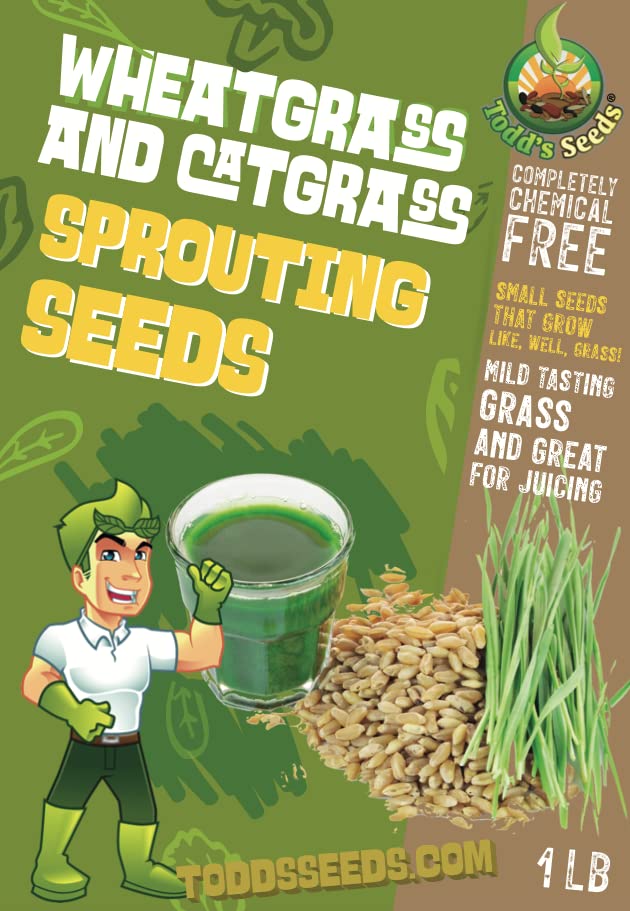 Amazon.com : Todd's Seeds Wheatgrass Seeds; Hard Red Winter Wheat, Non ...