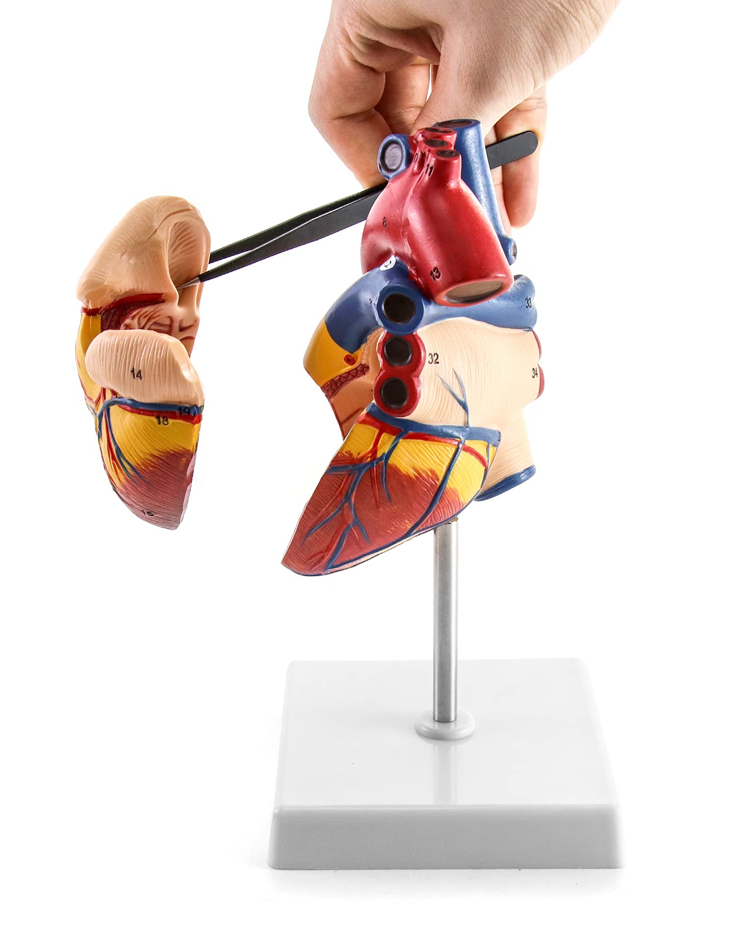 Snapklik.com : QWORK Human Heart Model, Anatomically Accurate Numbered ...