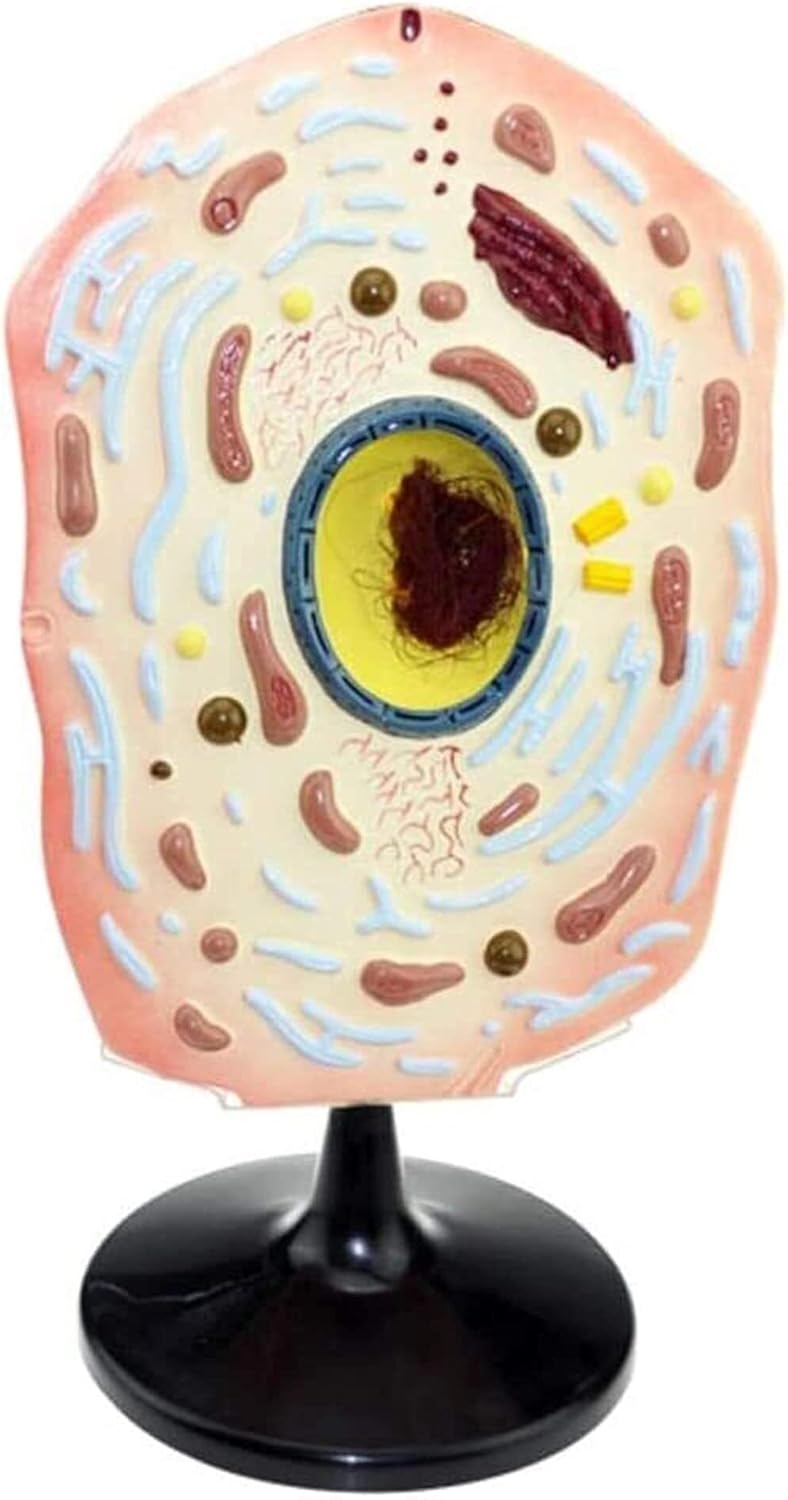 Amazon.com: VERIMP Animal Cell Model Microstructure Anatomy Model Cell ...