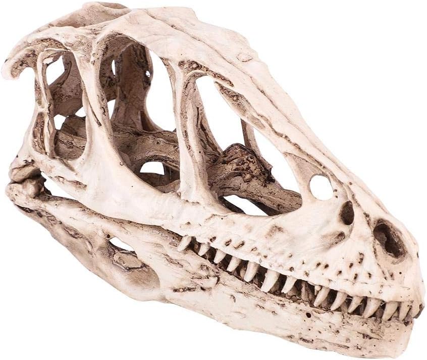 Amazon.com: Fdit Resin Dinosaur Skull Model Simulated Animal Skeleton ...