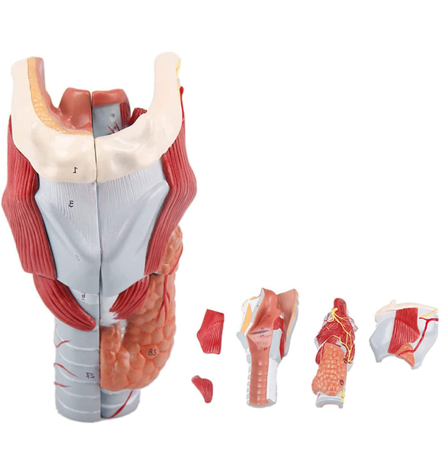 Buy UIGJIOG Human Larynx Model 2 x life size Detatomic Model Larynx ...