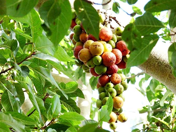 PlantaZee Ficus racemosa, Cluster fig Tree, Indian fig Tree, fig, Atti ...