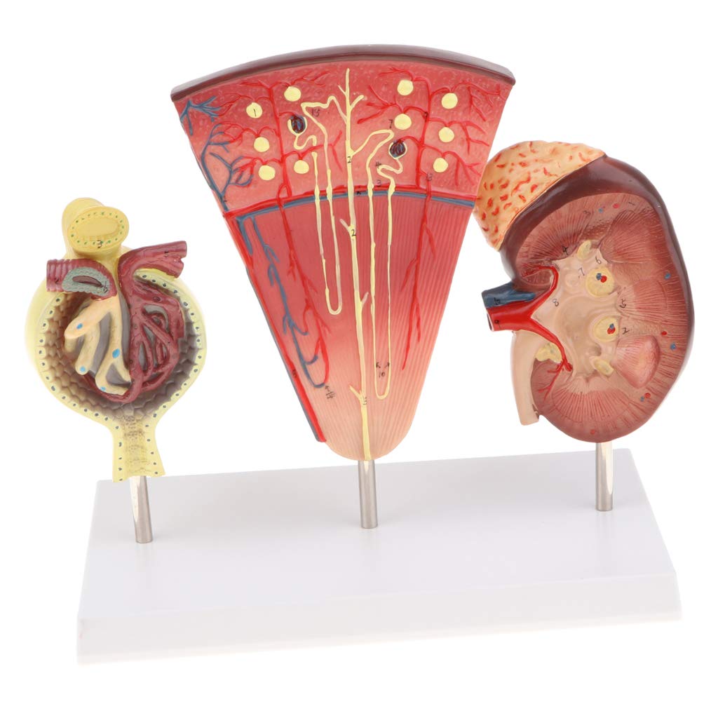 Buy Toygogo Human Kidney Model with Nephron Glomerulus, Lifesize ...