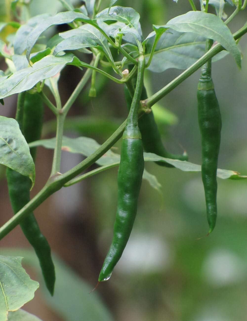 Long chilli seeds hybrids (100 seeds) : Amazon.in: Garden & Outdoors