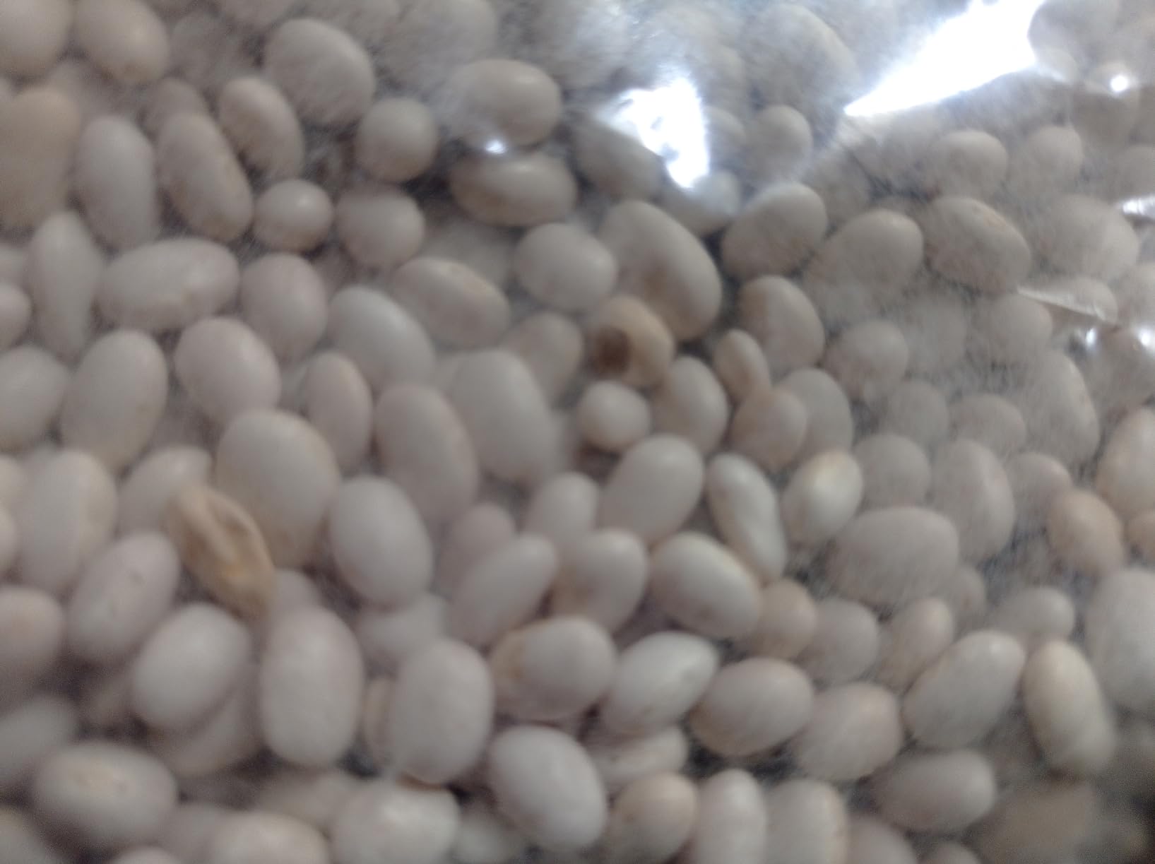 Veganic White Beans | Haricot Beans | Ethiopian White Lima | Himalayan ...