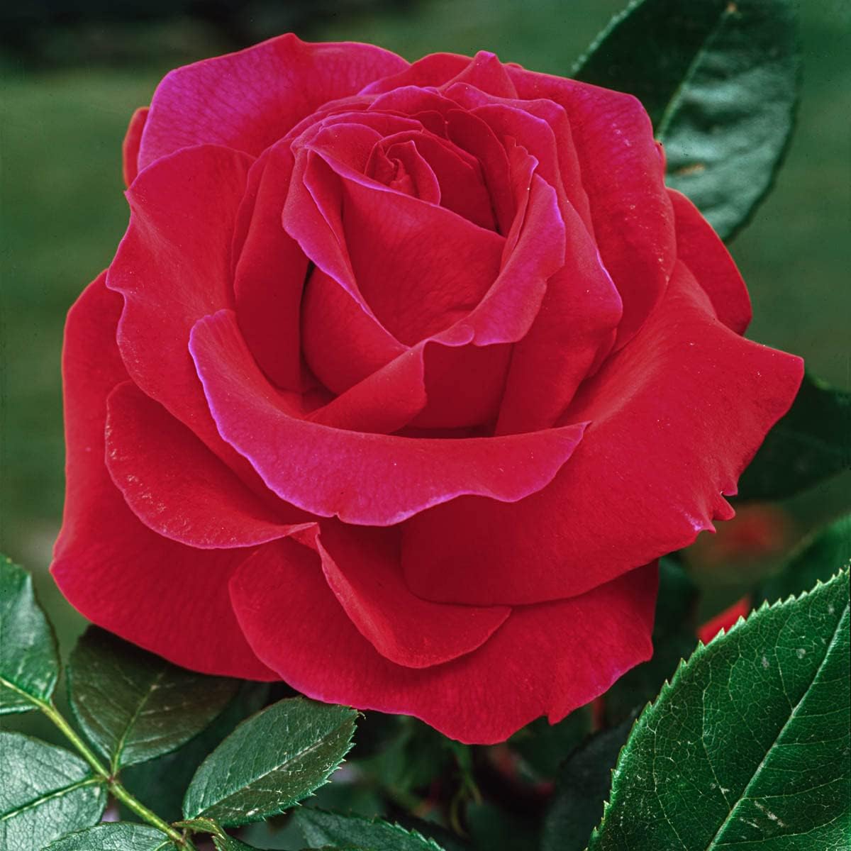 Amazon.com : Heirloom Roses Rose Plant - Oklahoma Red Rose Bush, Hybrid ...