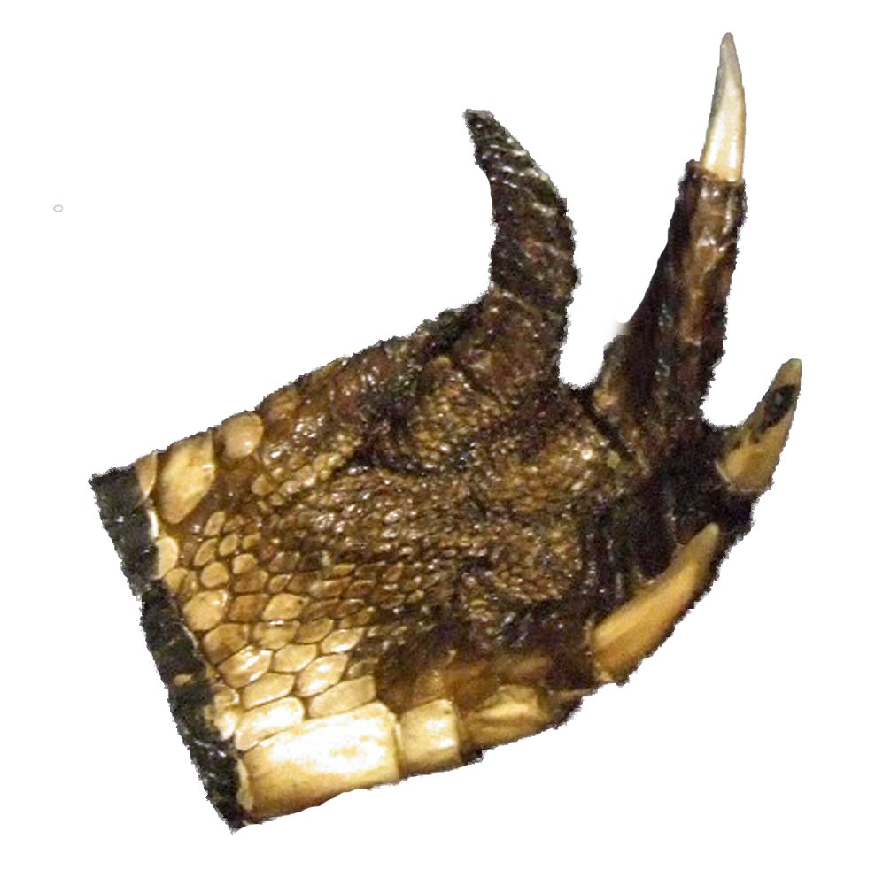 Amazon.com: Alligator Claw Paw Real Gator Potion Ritual Amulet Magic ...