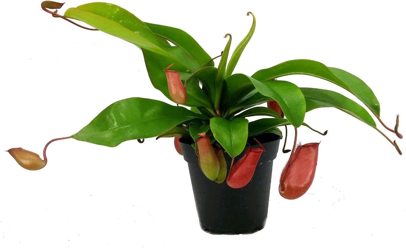 Amazon.com : Tropical Pitcher Plant Bill Bailey Carnivorous Plant Live ...