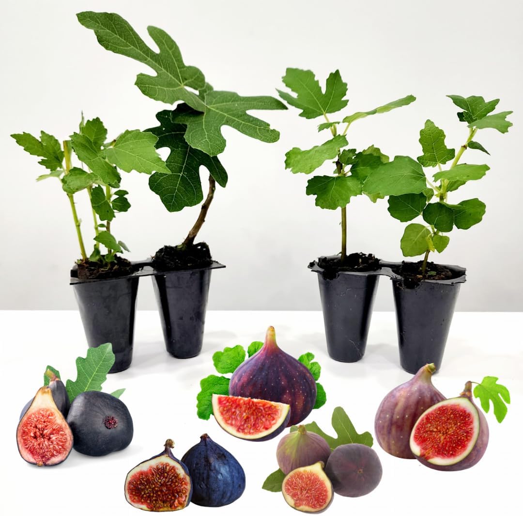 Amazon.com : Fig Tree Collection (4 Pack) Edible Fruit Plant from Our ...