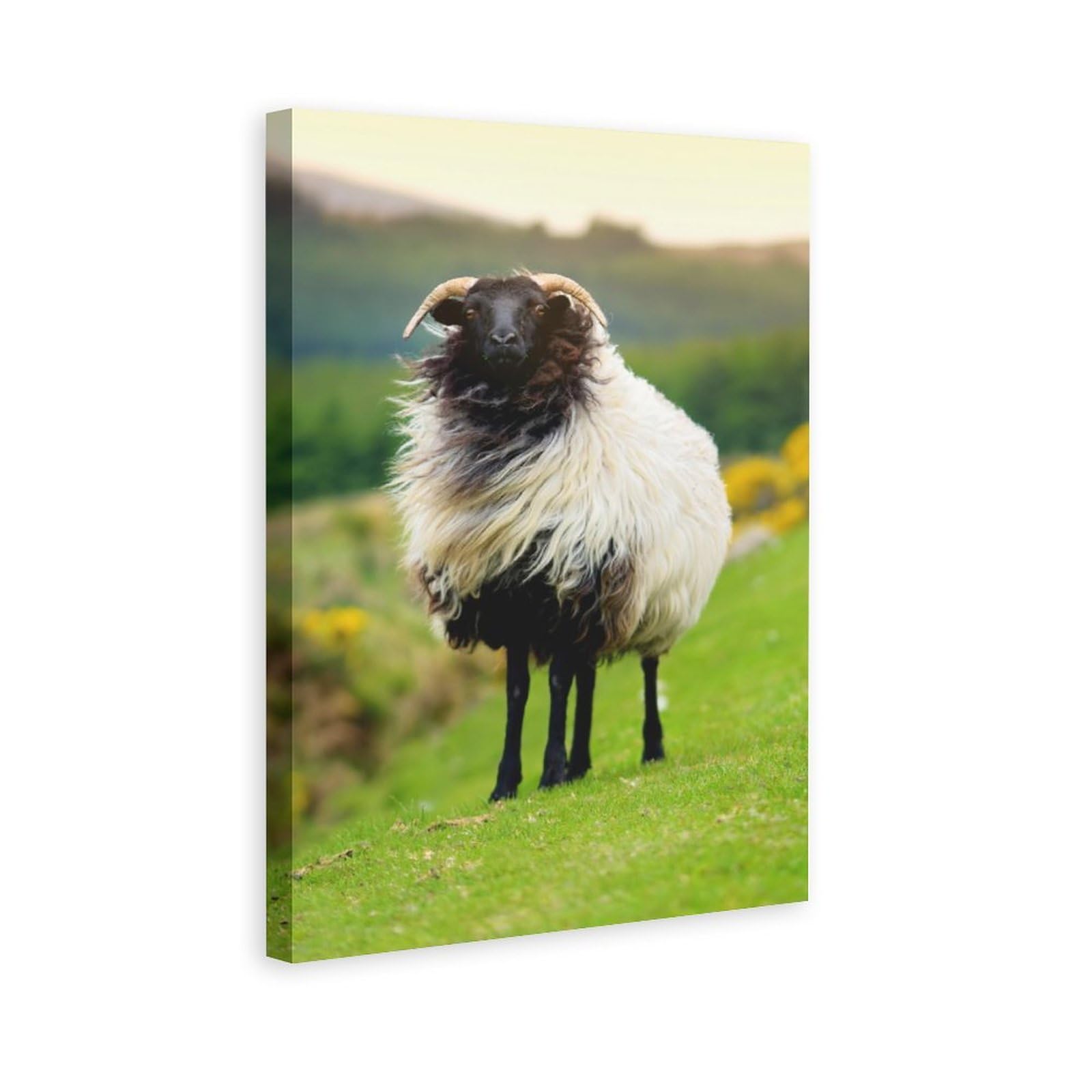 Ireland Landscape Sheep