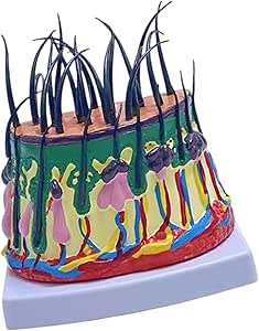 Scalp Model 50X Enlarged Anatomical Scalp Layer Structure Model for ...