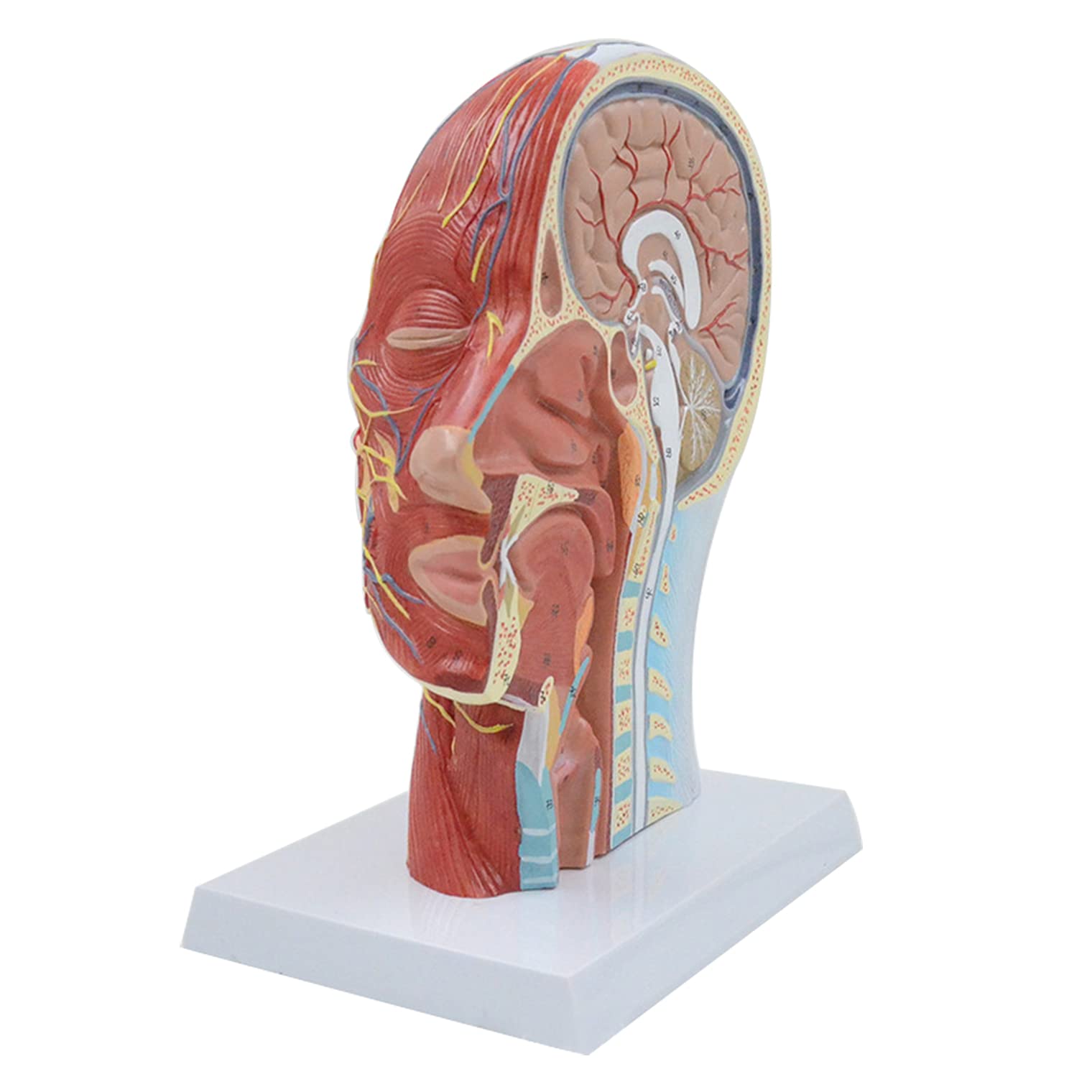 Human Head Anatomy Model Half Head Anatomy Model With Neurovascular ...