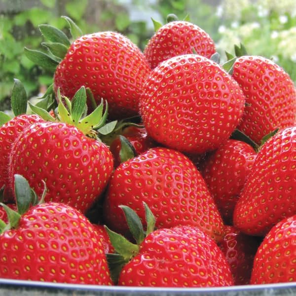 12 x Strawberry Sweetheart Bare Root Plants - Grow Your Own ...