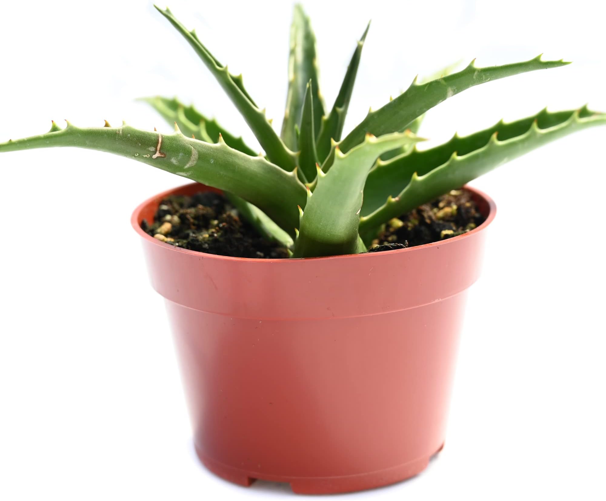 Amazon.com : Live Aloe Vera Succulent Aloe Barbadensis Aloe 8"-12" Tall ...