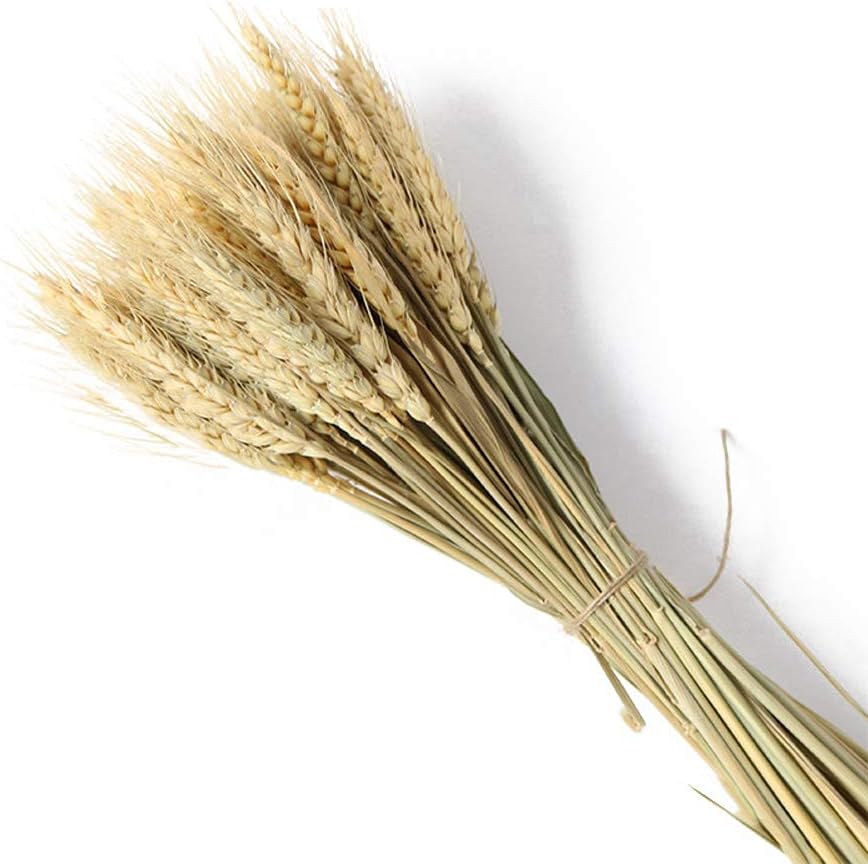 Amazon.com: CISDUEO 100 Pcs Dried Wheat Stalks Bundle Grass Natural ...