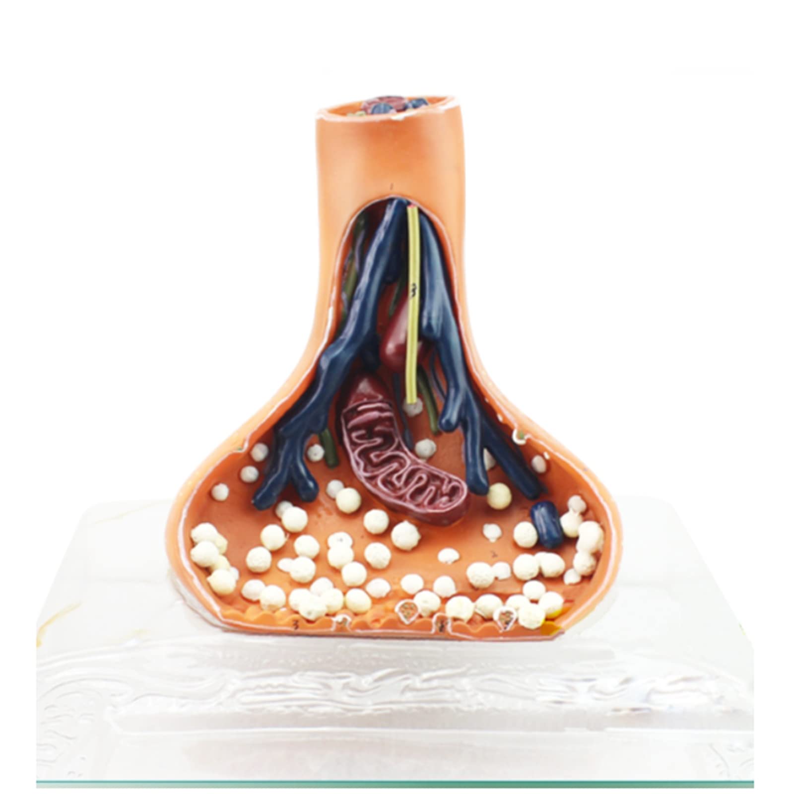 Buy Synapse Model Synapse Model Anatomy Model of The Human Nerve ...