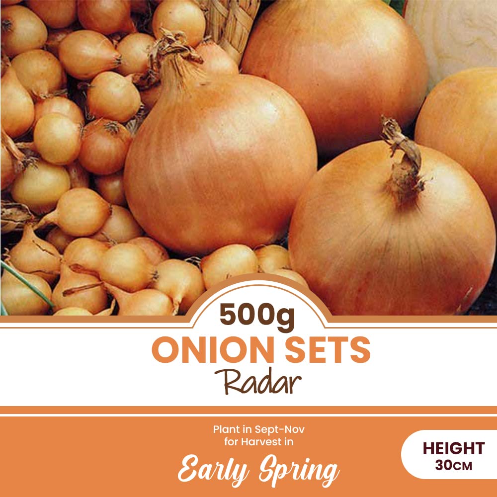 Onion Sets Radar 500 Grams – Long Standing Favourite for Autumn Sown ...