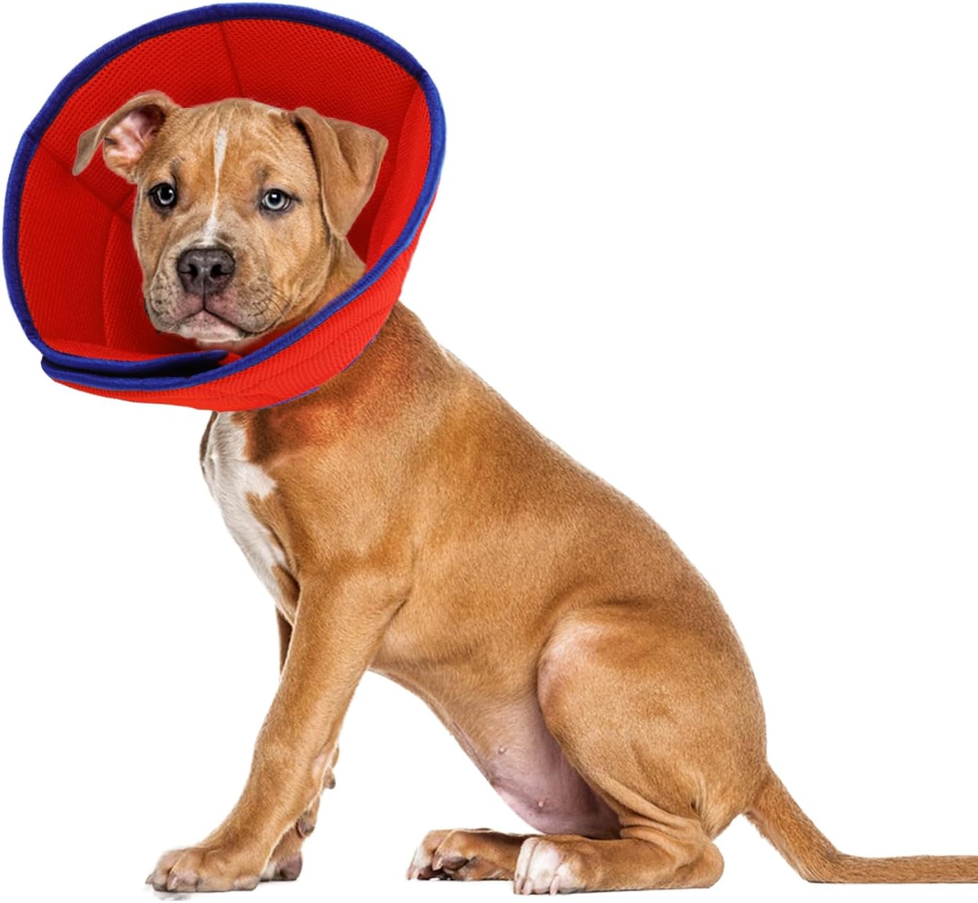 Amazon.com : Preferhouse Large Dog Cone Recovery Collars, Adjustable ...