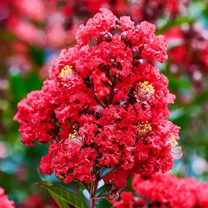 Furush Lagerstroemia Flower Live Plant RED Colour (Pack of 1) : Amazon ...