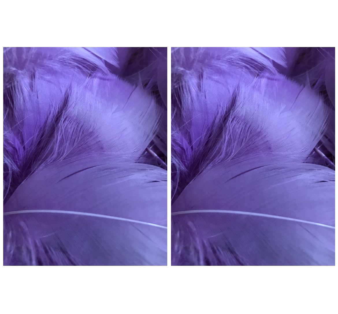 Violet Feathers, 100 Pack (2 Pack) – BigaMart