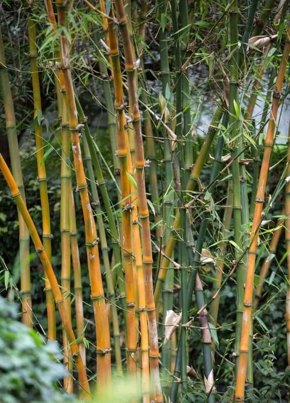 Bamboo tree plant seeds Pack of 40 : Amazon.in: Garden & Outdoors