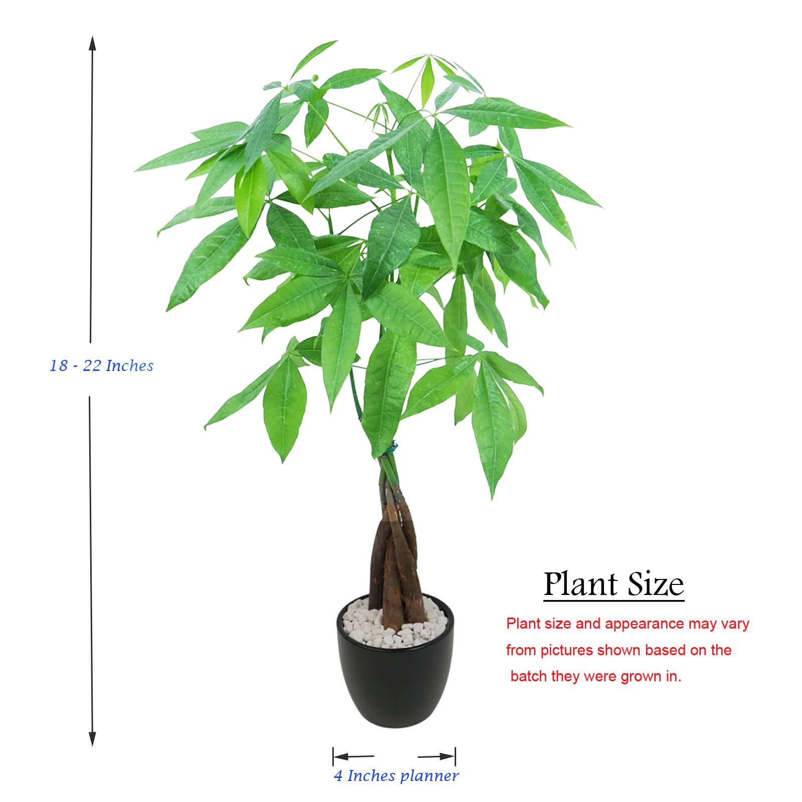 Indoor Flower Trees