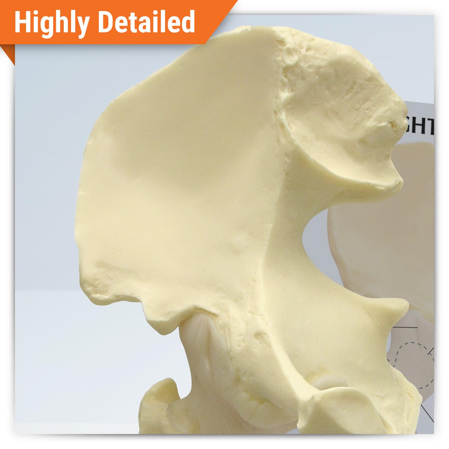 Snapklik.com : Basic Hip Model, Right Hip Joint Replica For Human ...