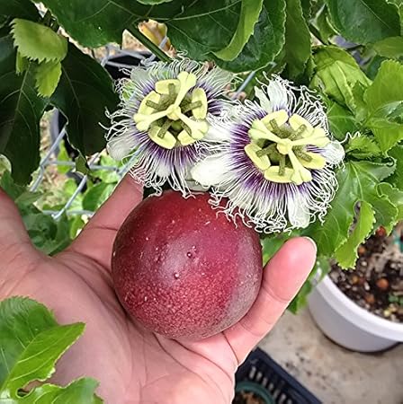 Amazon.com : Cold Hardy 'Red Rover' Edible Passiflora Edulis - Edible ...