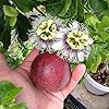 Amazon.com : Cold Hardy 'Red Rover' Edible Passiflora Edulis - Edible ...
