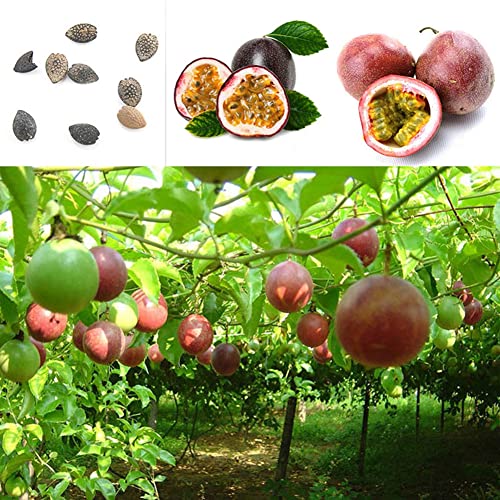 Frutas raras: nombres y fotos de las exóticas tropicales. - Mi Hogar