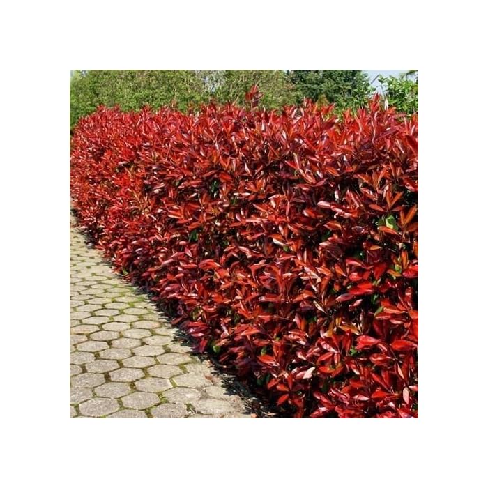 Artificial Red Robin Plant at Pamela Beeler blog